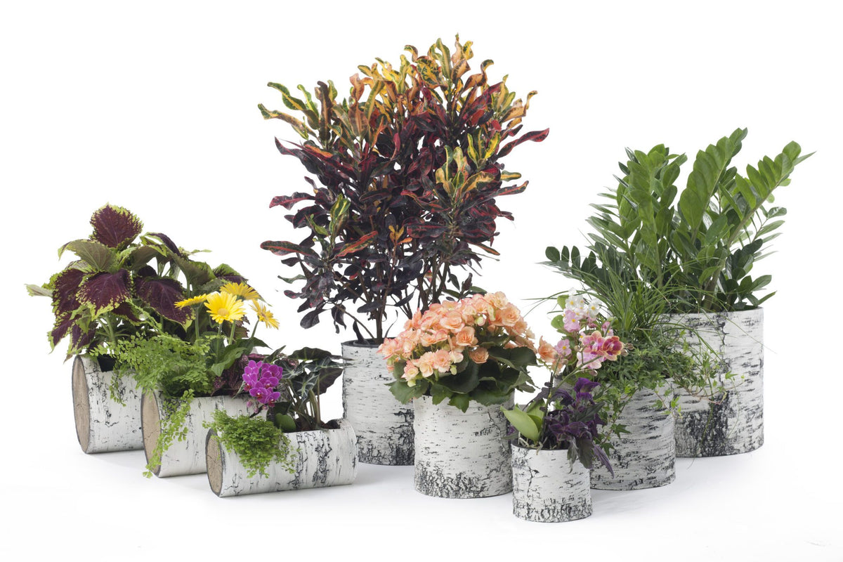 Surreal Birch Planters - AR - MO - Powell Feed and Milling